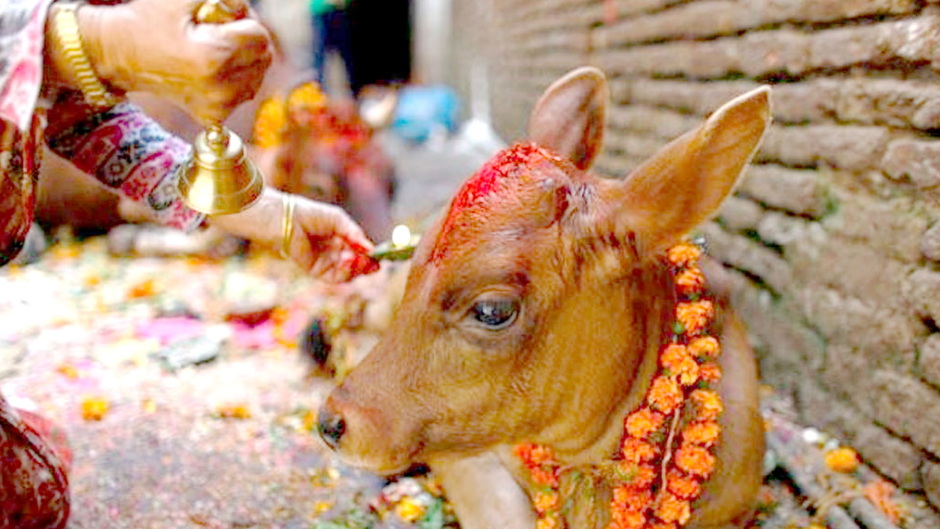 HappyTihar Wishes 2080 [2023] | 100 Best Wishes, Greeting, Massage and ...